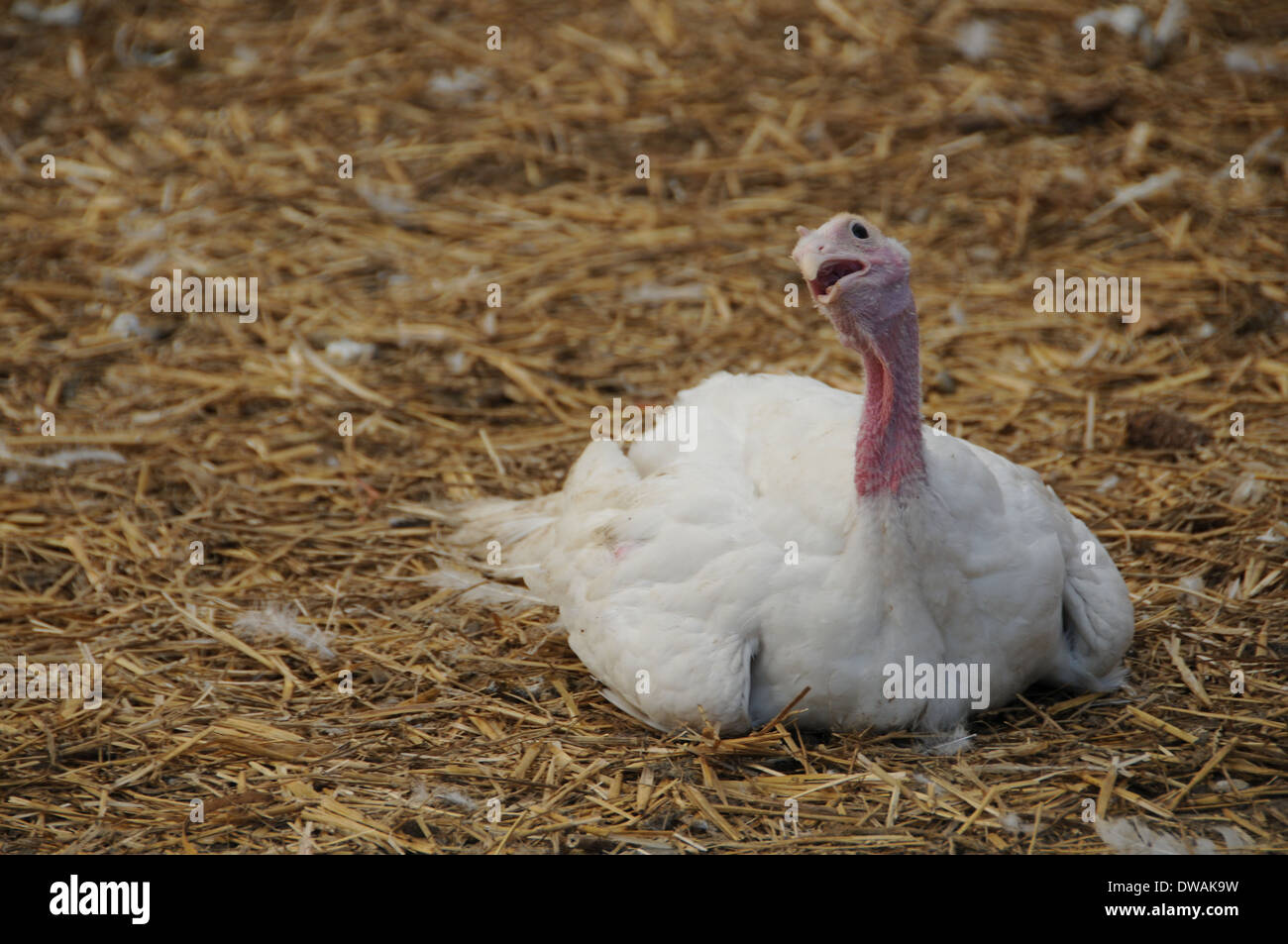 Turkey Broad breasted White Stock Photo - Alamy