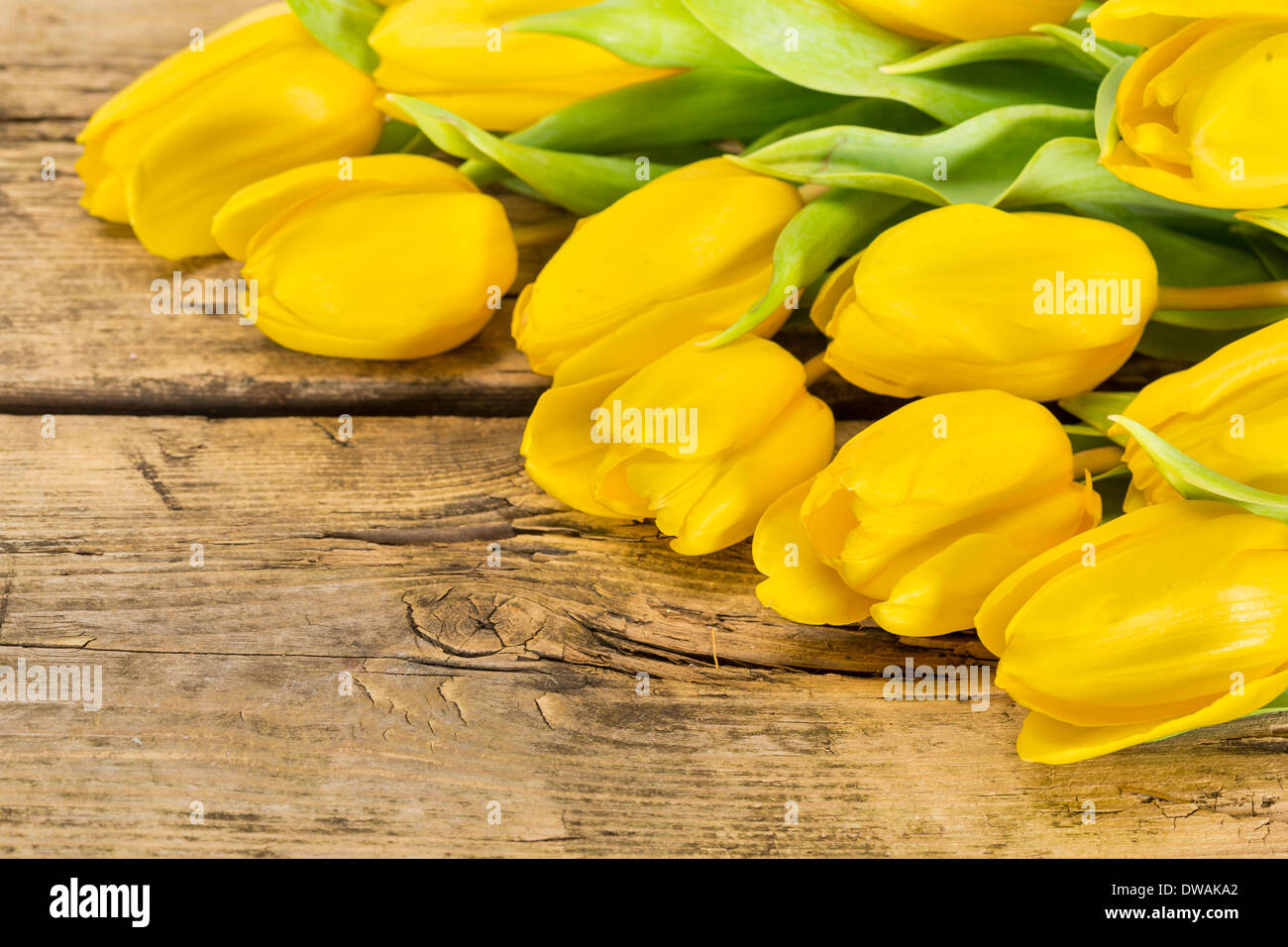 Yellow tulip flowers Stock Photo - Alamy