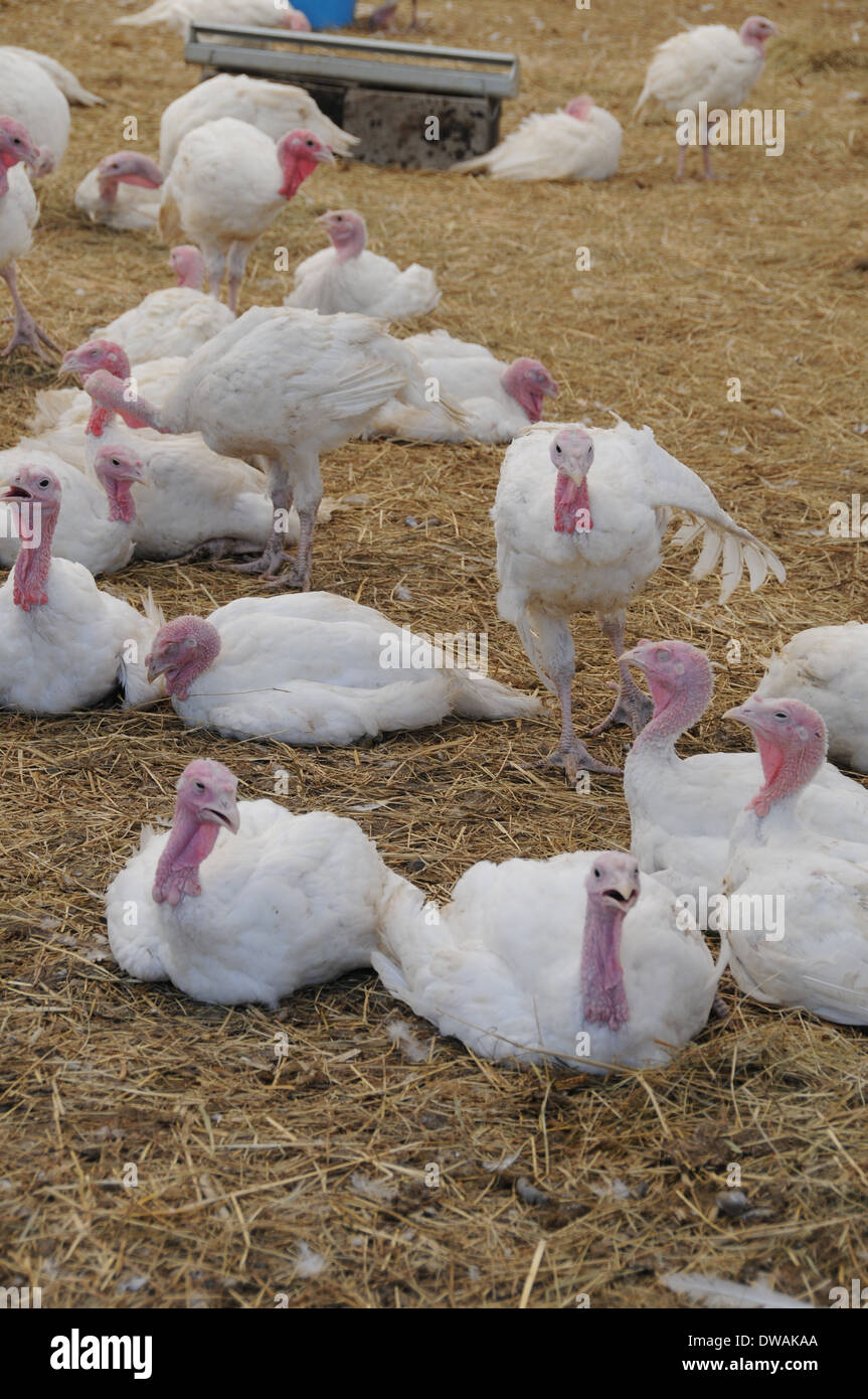 Turkey Broad breasted White Stock Photo - Alamy