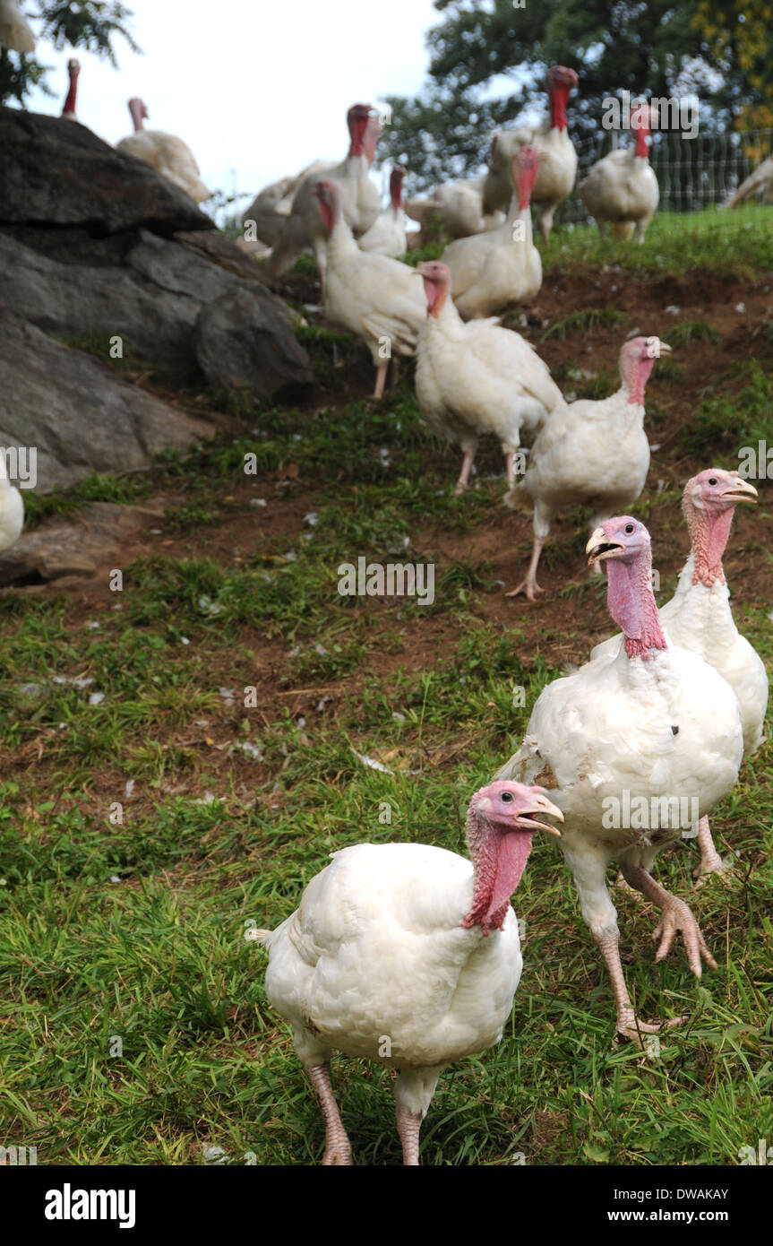 Turkey Broad breasted White Stock Photo - Alamy