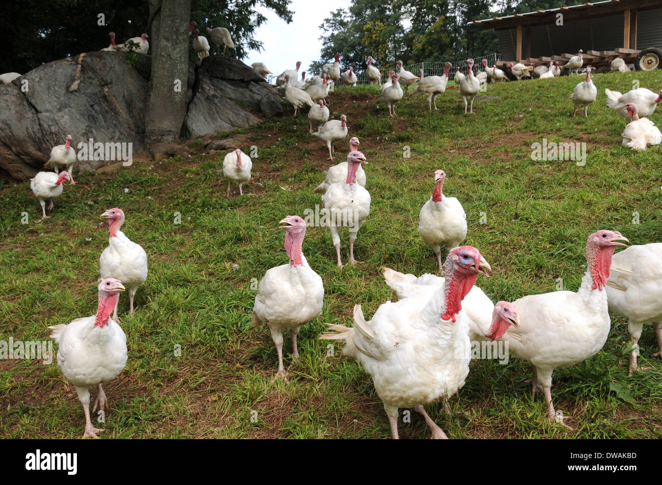 Turkey Broad breasted White Stock Photo - Alamy