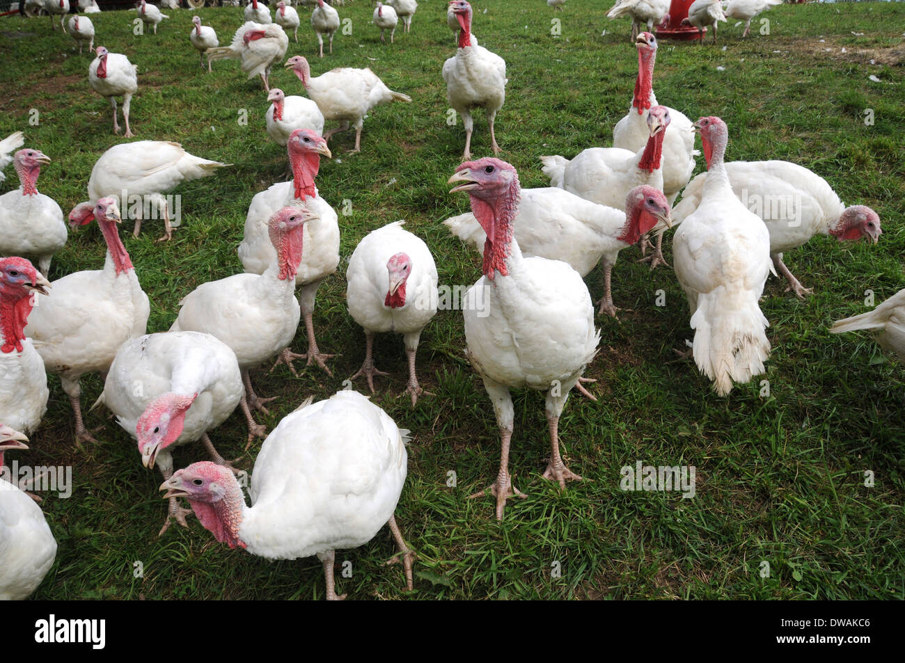 Turkey Broad breasted White Stock Photo - Alamy