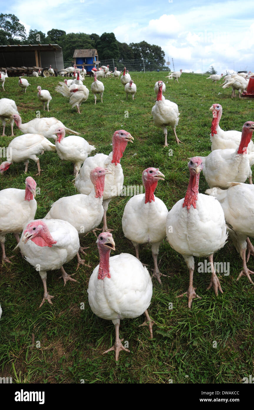Turkey Broad breasted White Stock Photo - Alamy