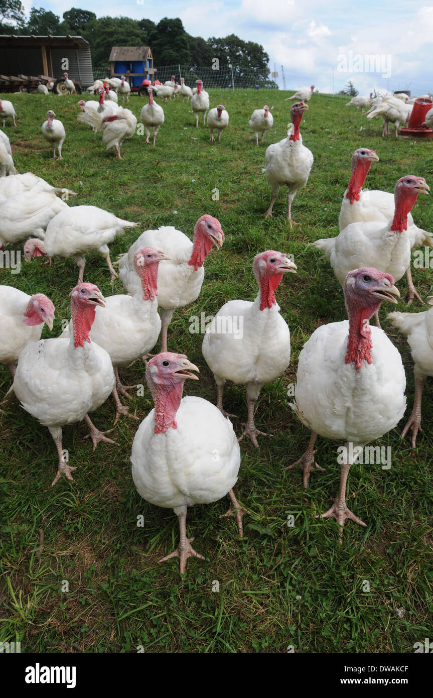 Turkey Broad breasted White Stock Photo - Alamy