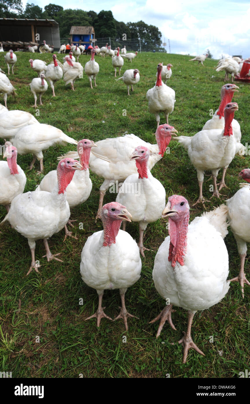 Turkey Broad breasted White Stock Photo - Alamy