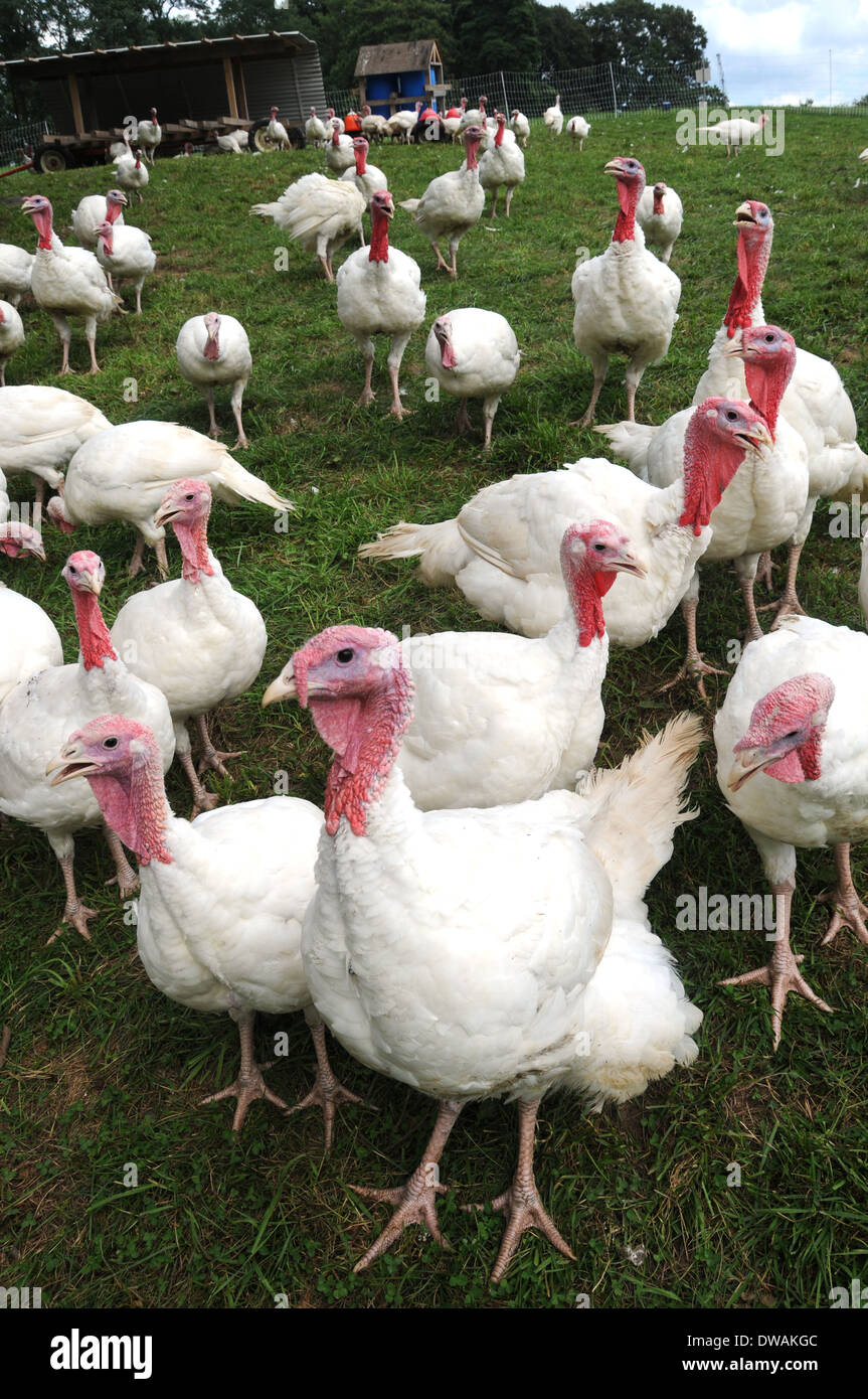 Turkey Broad breasted White Stock Photo - Alamy