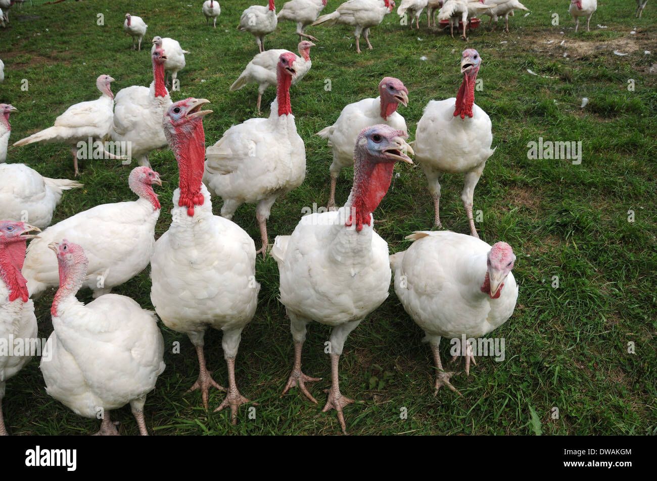Turkey Broad breasted White Stock Photo - Alamy
