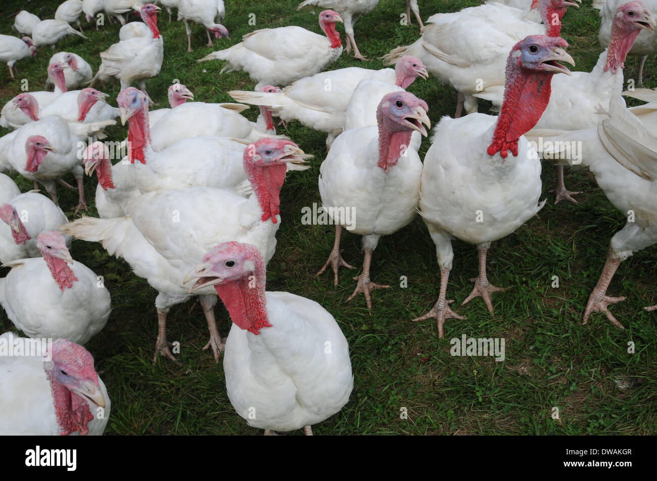 Turkey Broad breasted White Stock Photo - Alamy
