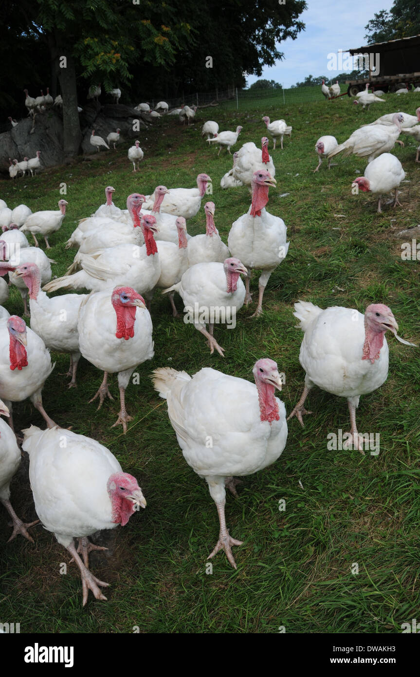 Turkey Broad breasted White Stock Photo - Alamy