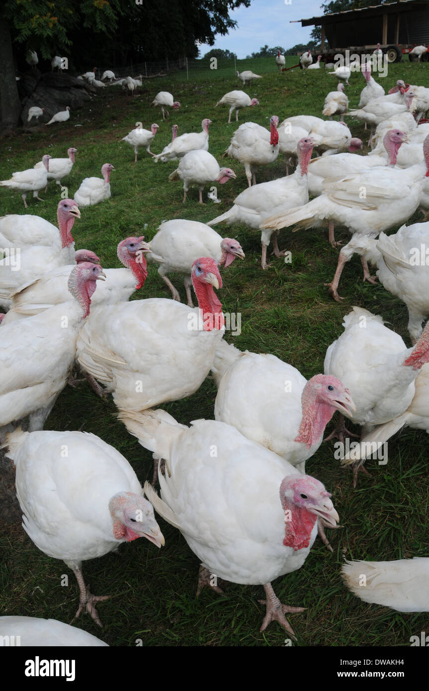 Turkey Broad breasted White Stock Photo - Alamy