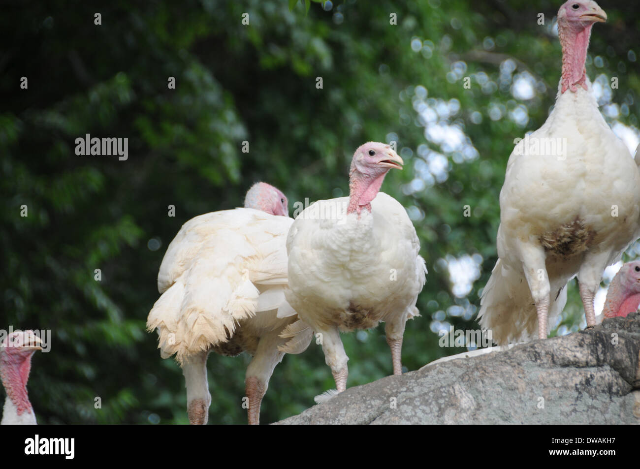Turkey Broad breasted White Stock Photo - Alamy