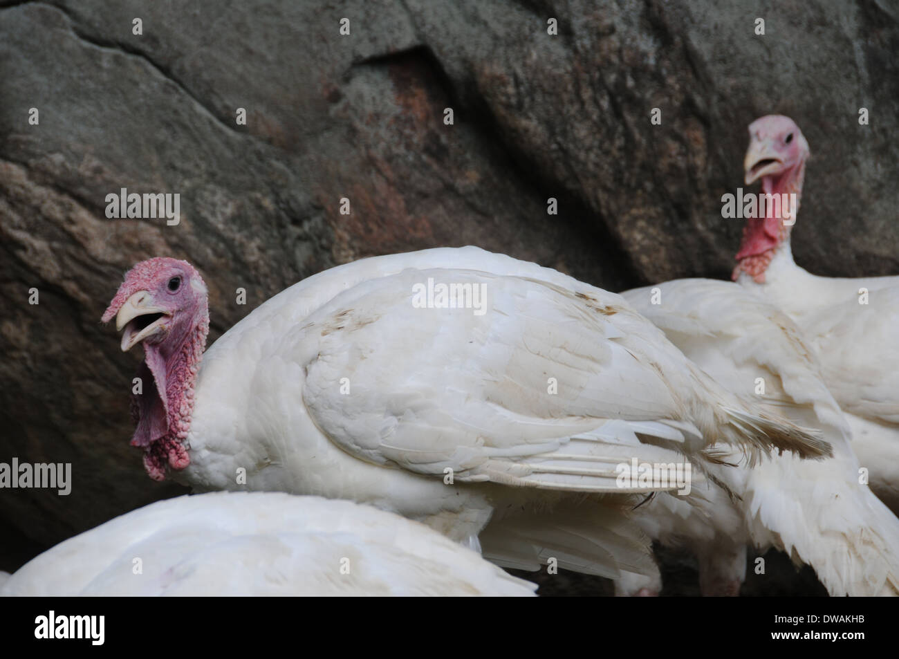 Turkey Broad breasted White Stock Photo - Alamy