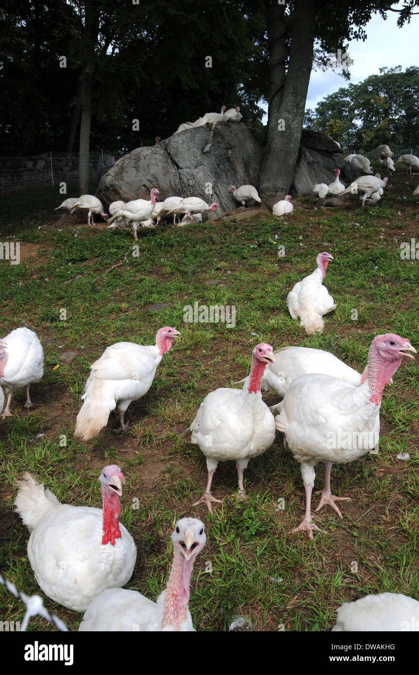 Turkey Broad breasted White Stock Photo - Alamy