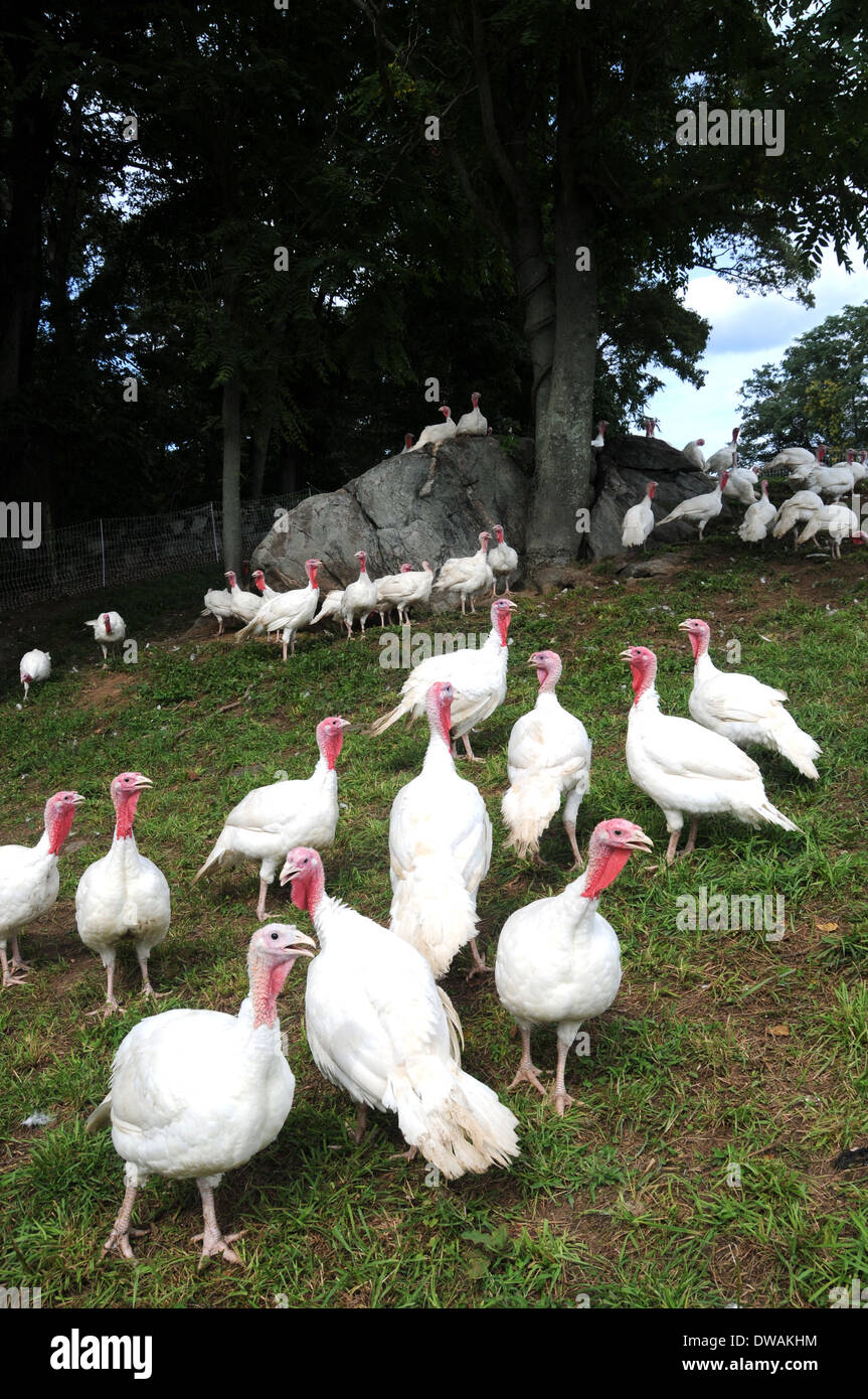 Turkey Broad breasted White Stock Photo - Alamy