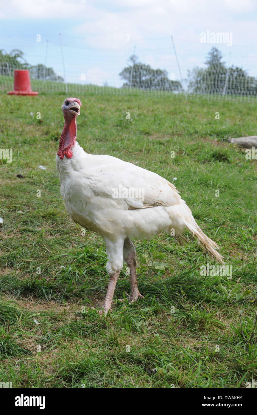 Turkey Broad breasted White Stock Photo - Alamy