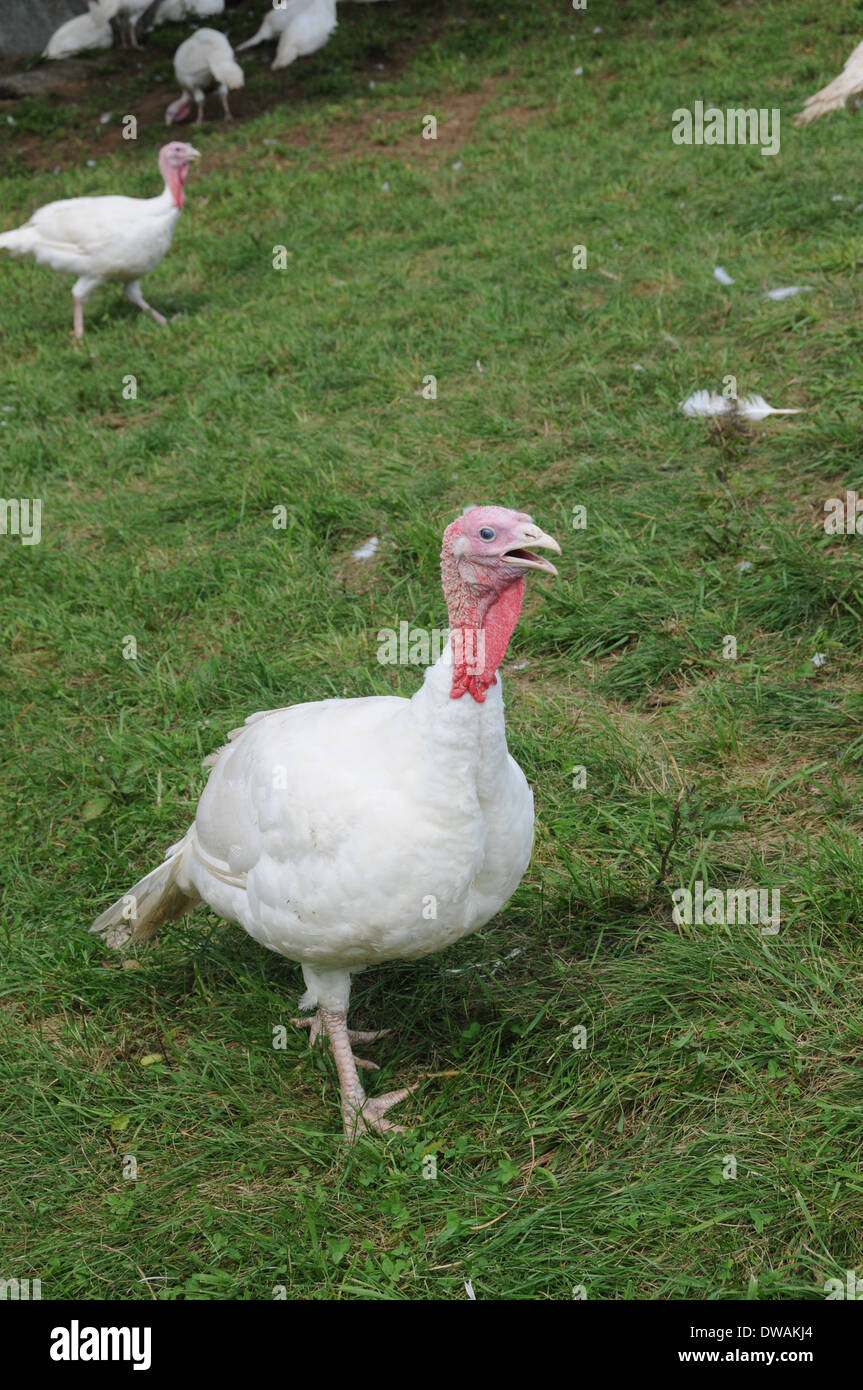 Turkey Broad breasted White Stock Photo - Alamy