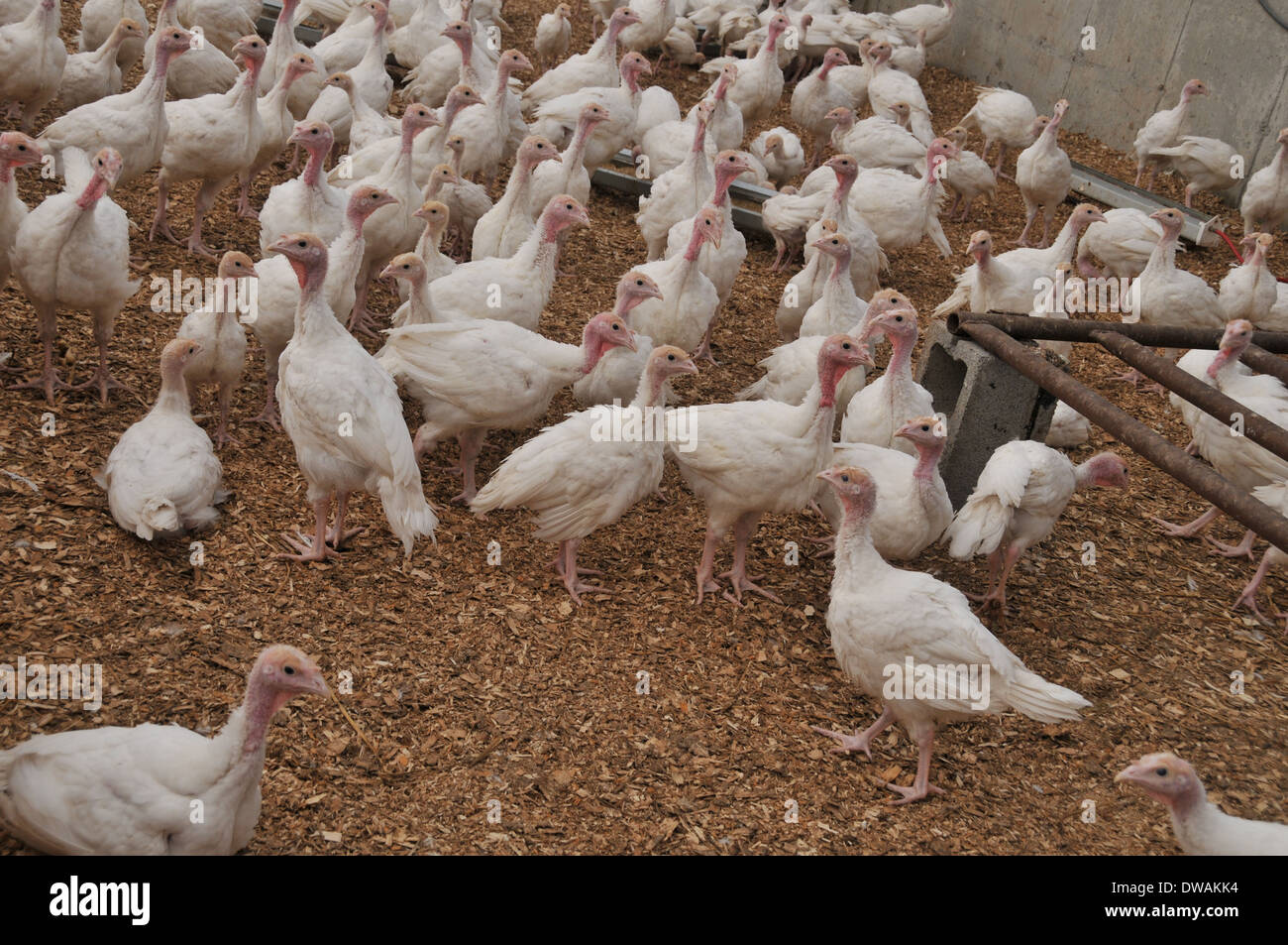 Turkey Broad breasted White Stock Photo - Alamy