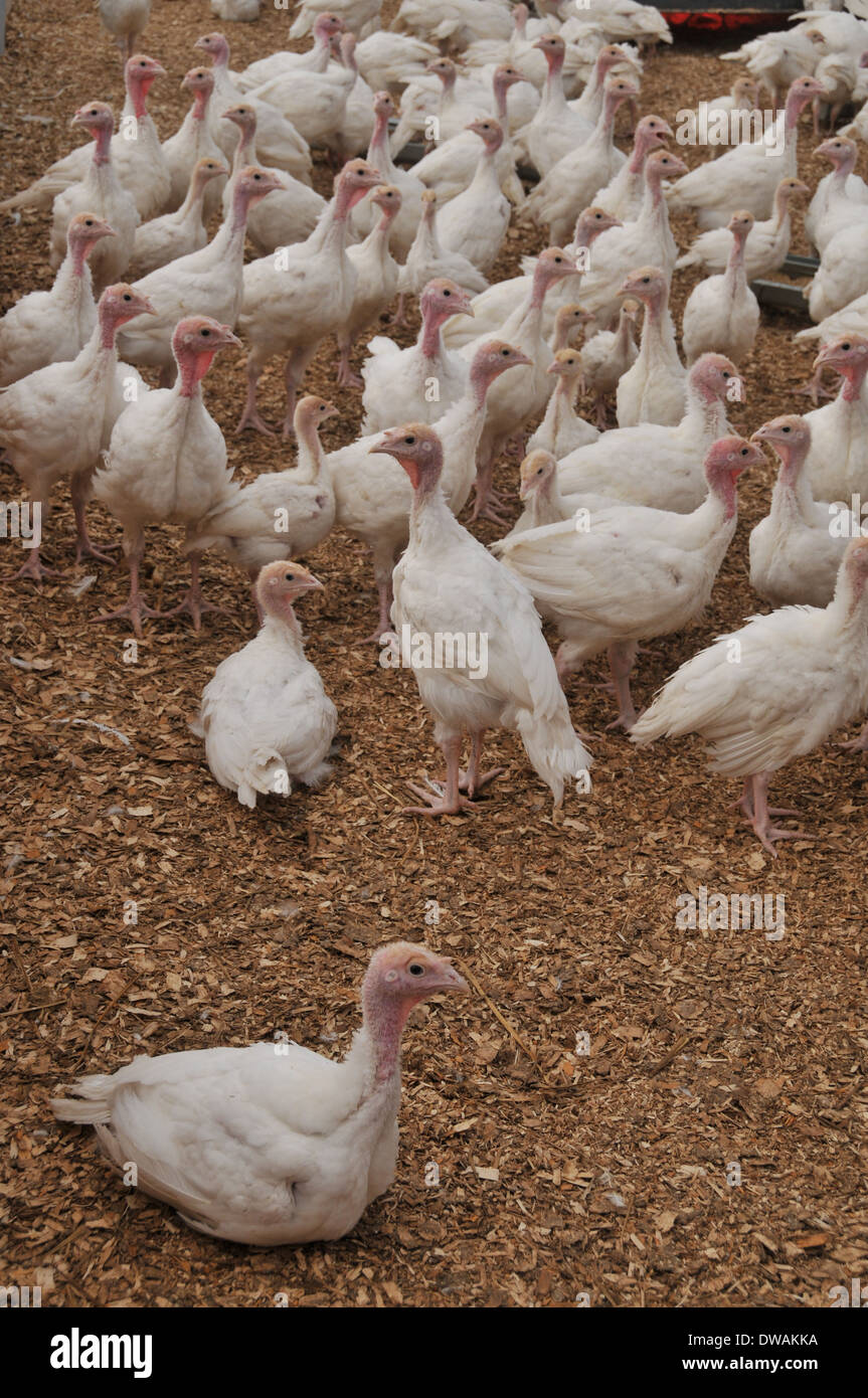 Turkey Broad breasted White Stock Photo - Alamy