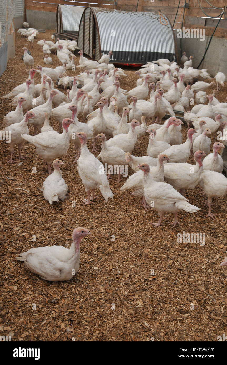 Turkey Broad breasted White Stock Photo - Alamy