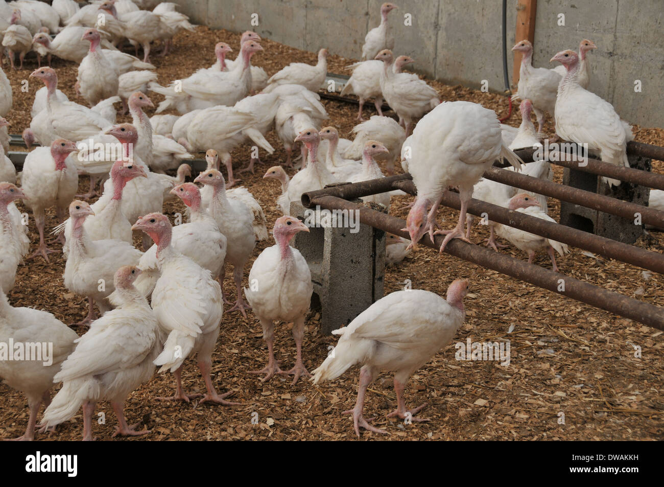 Turkey Broad breasted White Stock Photo - Alamy