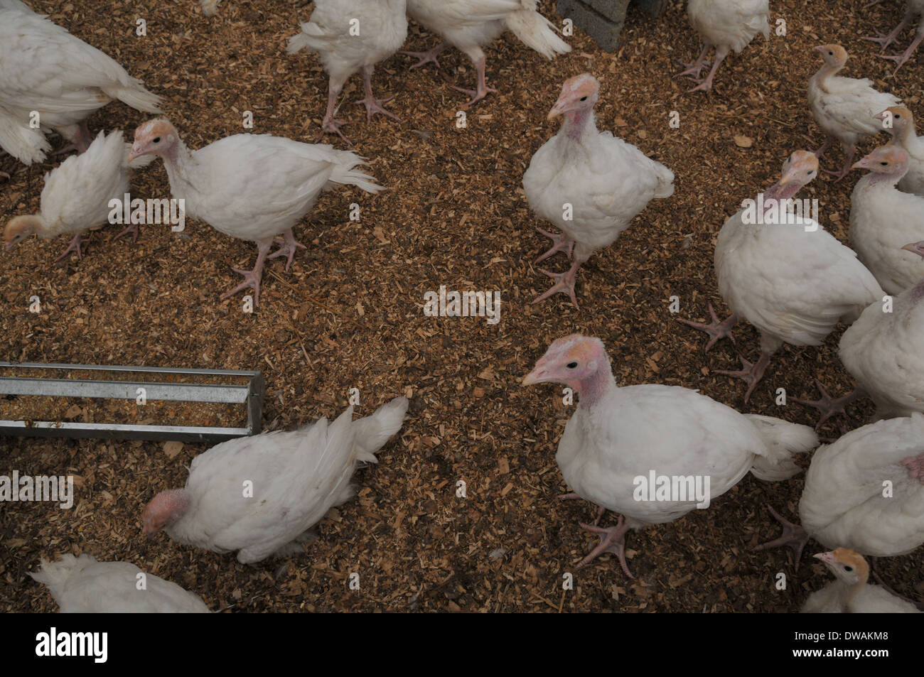 Turkey Broad breasted White Stock Photo - Alamy