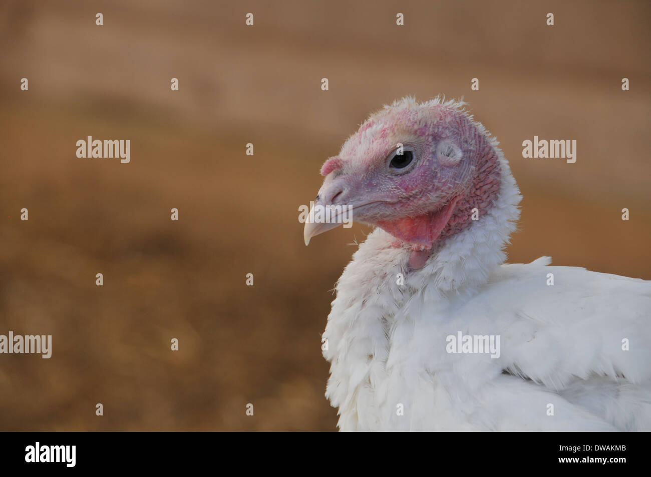 Turkey Broad breasted White Stock Photo - Alamy
