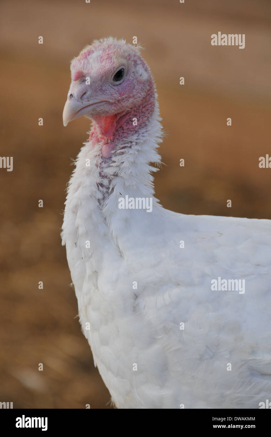 Turkey Broad breasted White Stock Photo - Alamy