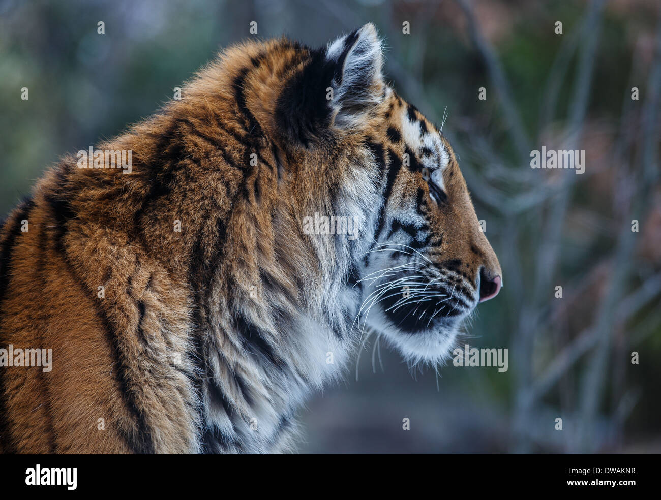Tiger at Bronx zoo, New York, NY, United States Stock Photo - Alamy
