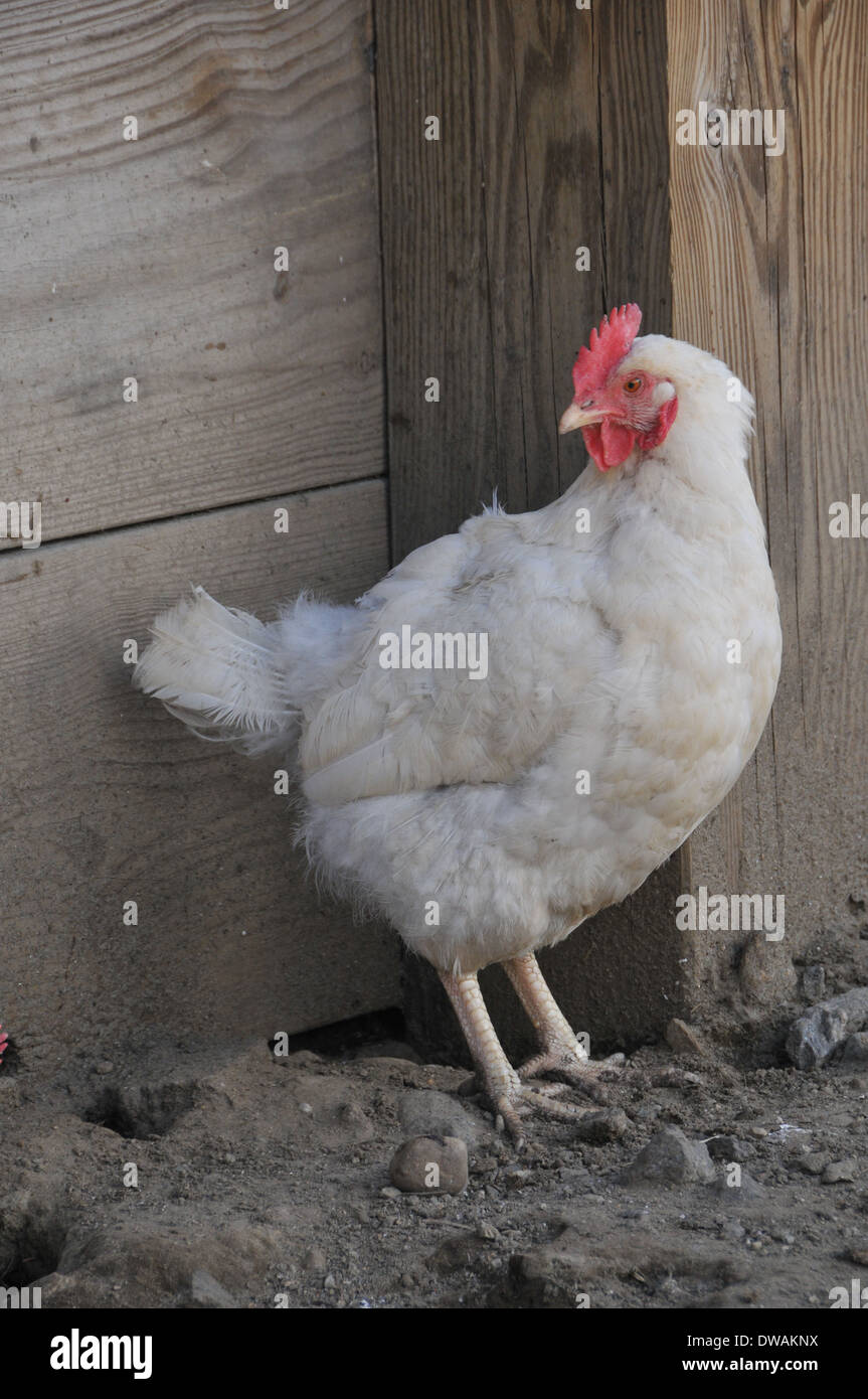 Chicken White Rock Stock Photo - Alamy
