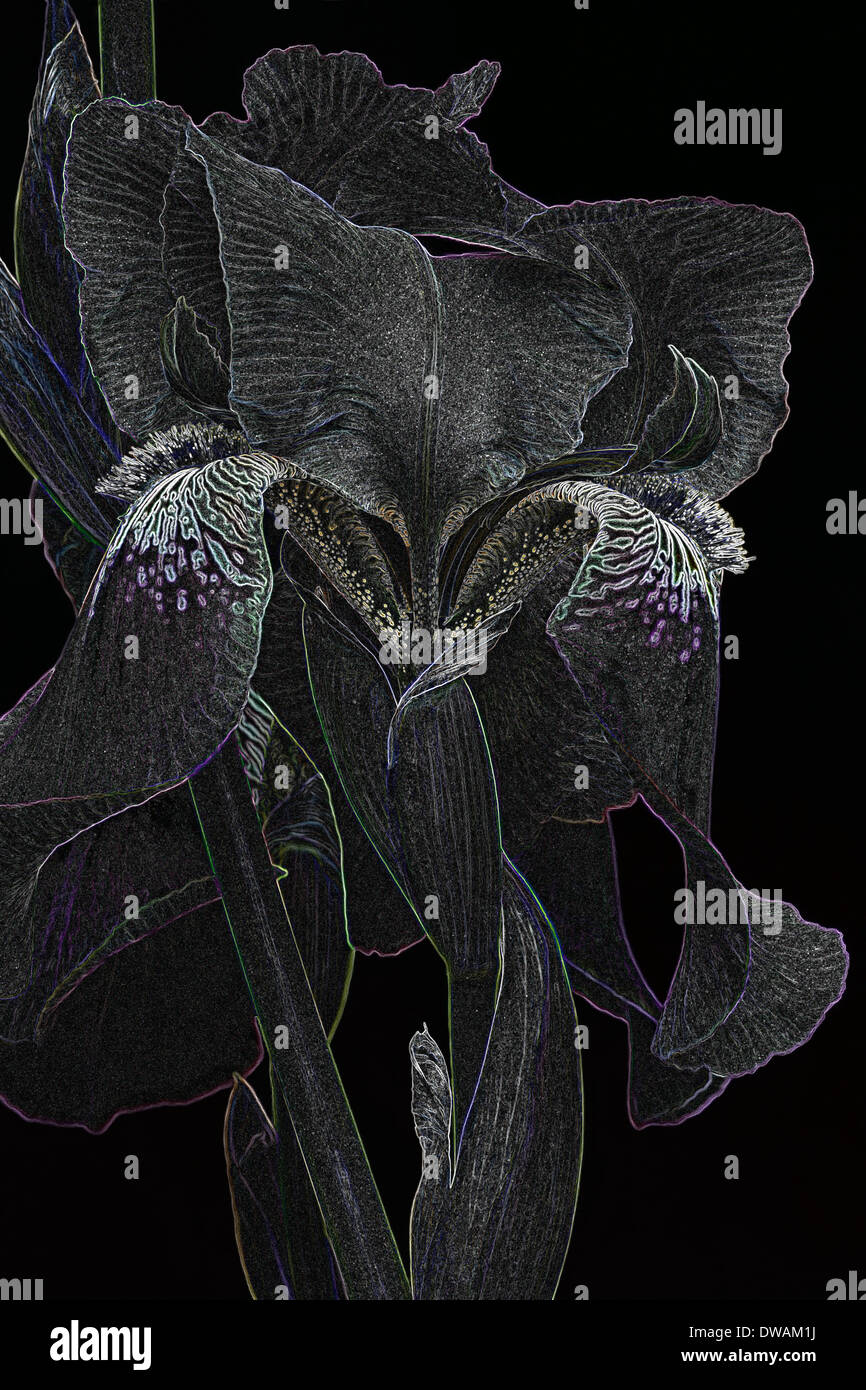 Special effect image of Iris (Iris x germanica Stock Photo - Alamy
