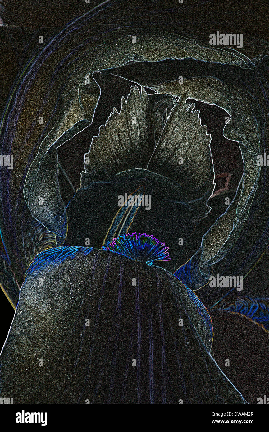 Special effect image of Iris (Iris x germanica Stock Photo - Alamy