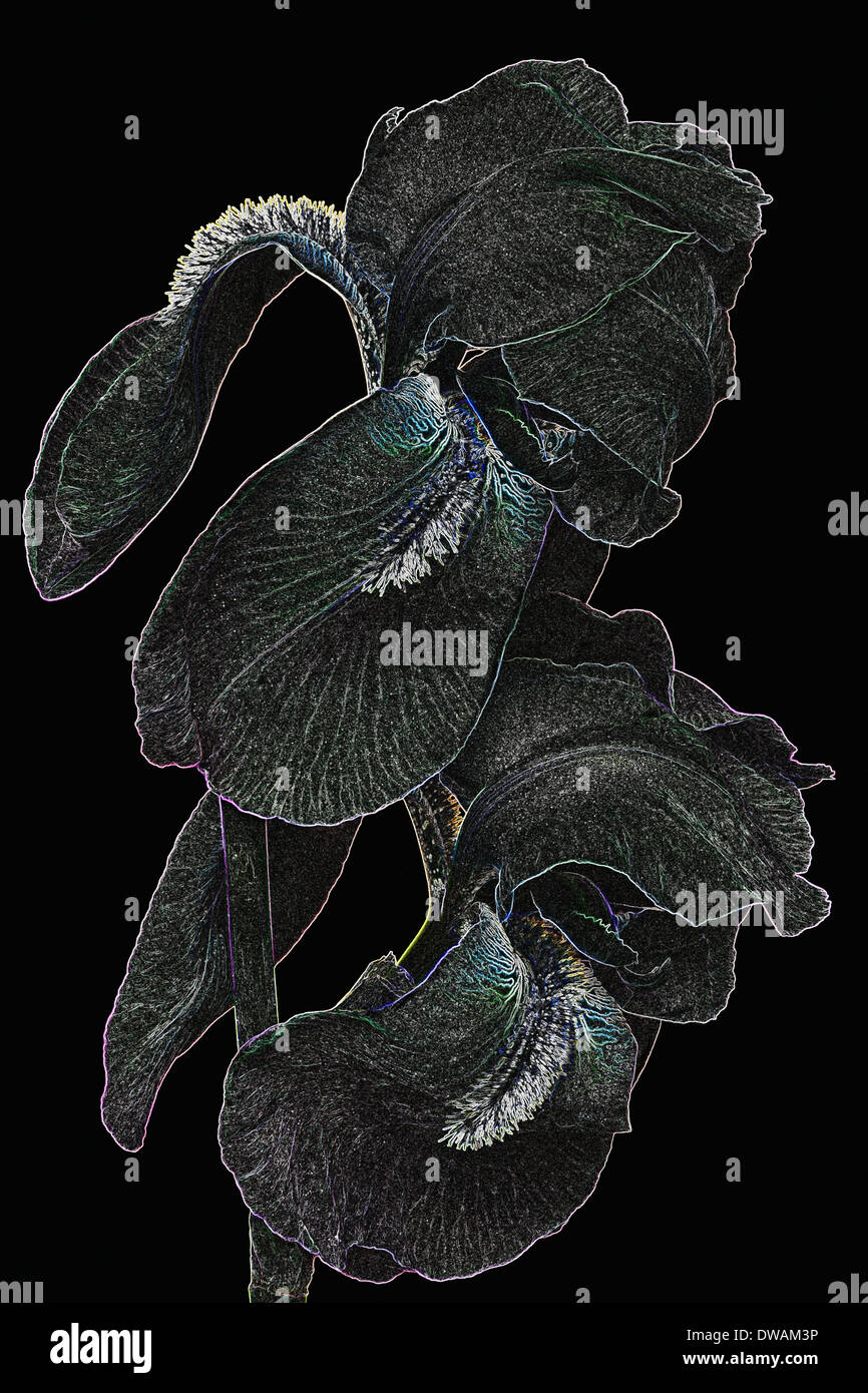 Special effect image of Iris (Iris x germanica Stock Photo - Alamy