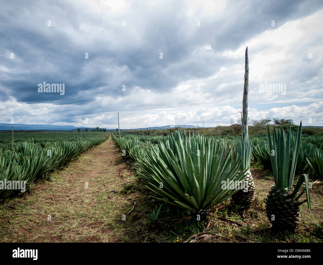 Sisal plantation, Kenya, Africa Stock Photo - Alamy