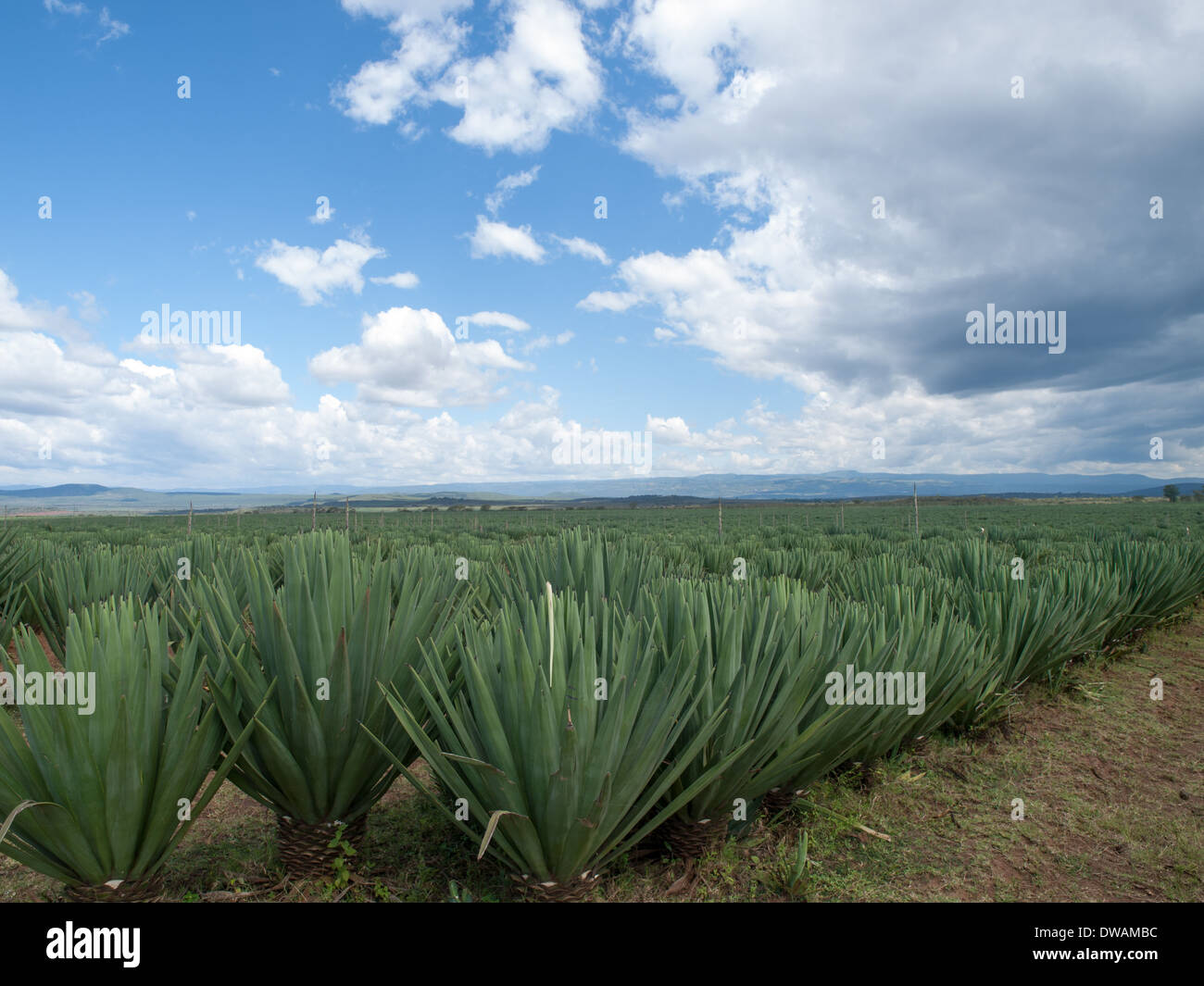 Sisal plantation, Kenya, Africa Stock Photo - Alamy