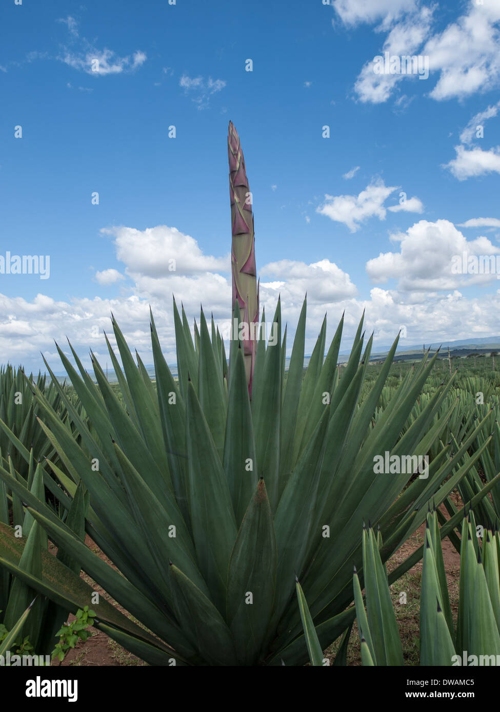 Sisal plantation hi-res stock photography and images - Alamy