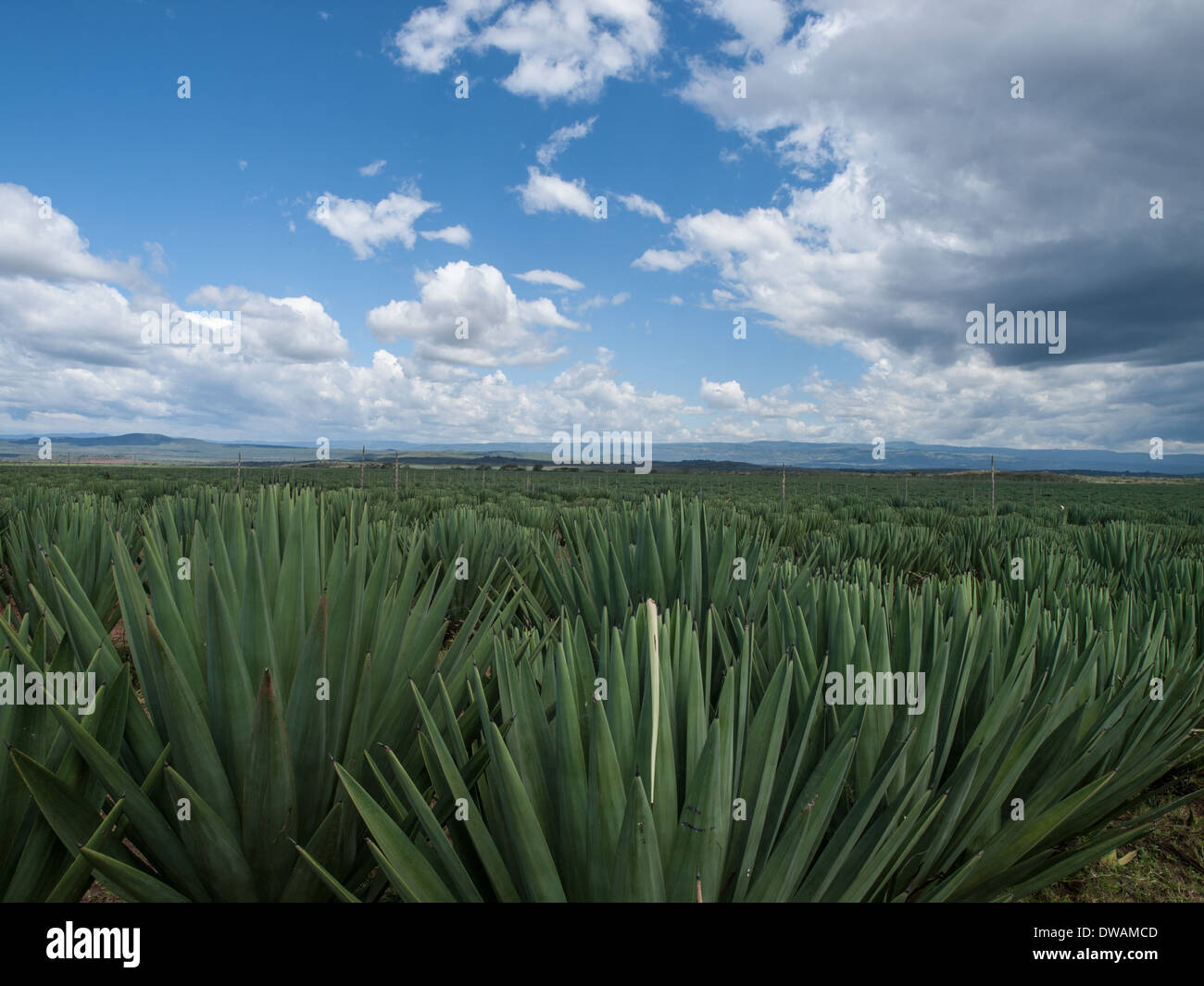 Sisal Plantation Stock Photos & Sisal Plantation Stock Images - Alamy