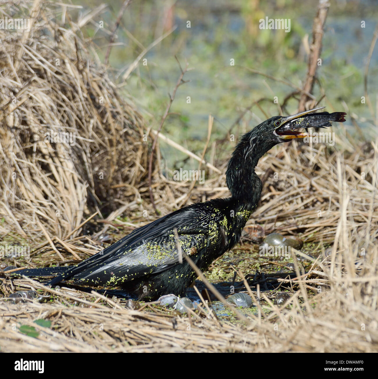 Fish in florida hi-res stock photography and images - Alamy