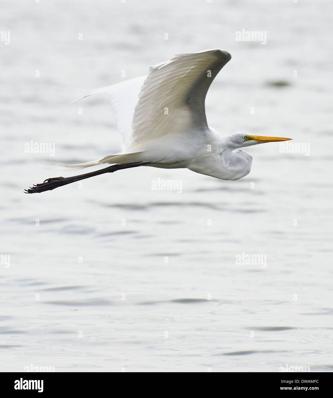 Great White Egret In Flight Stock Photo - Alamy
