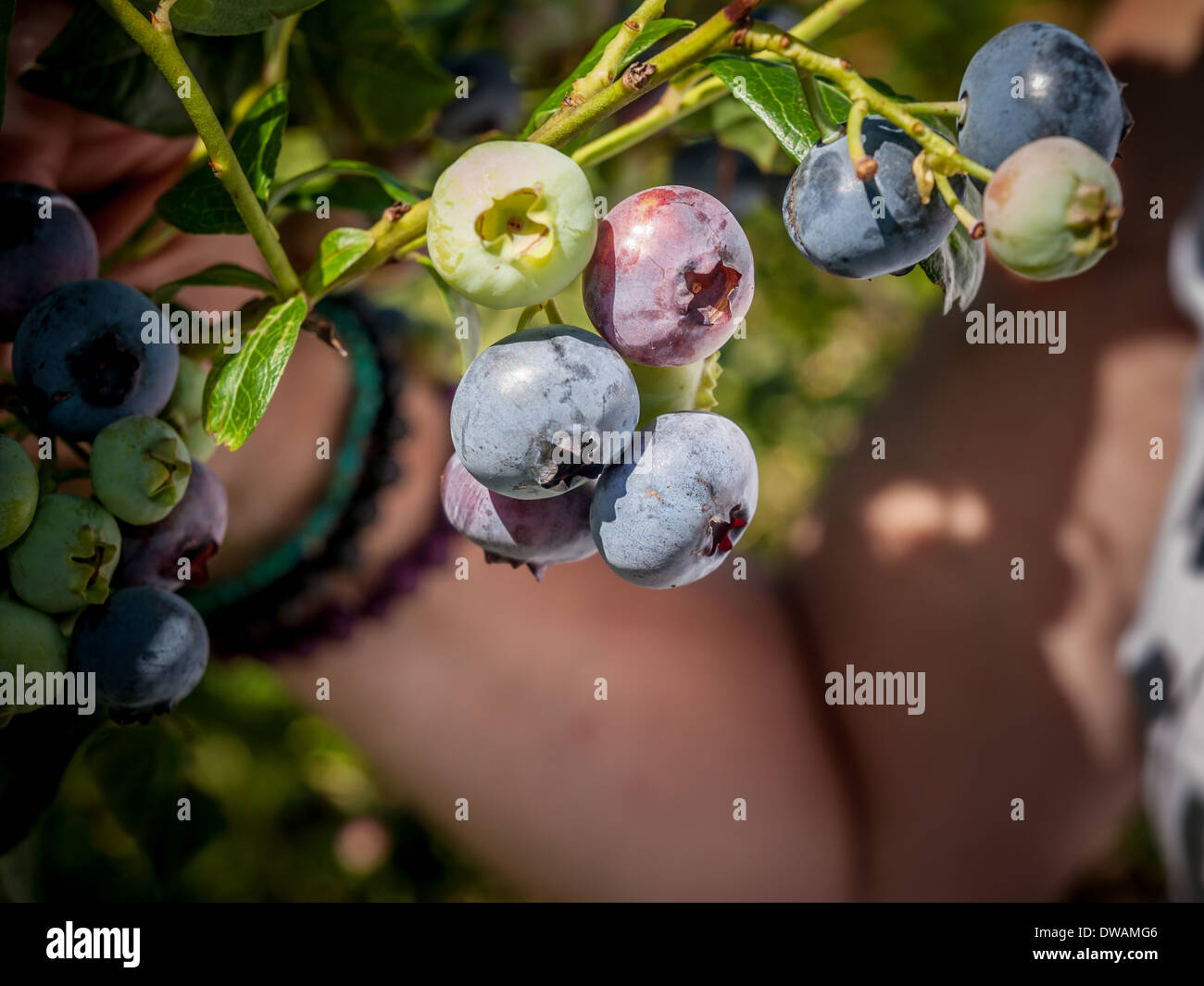 Close-up of hand picking blueberries Stock Photo - Alamy