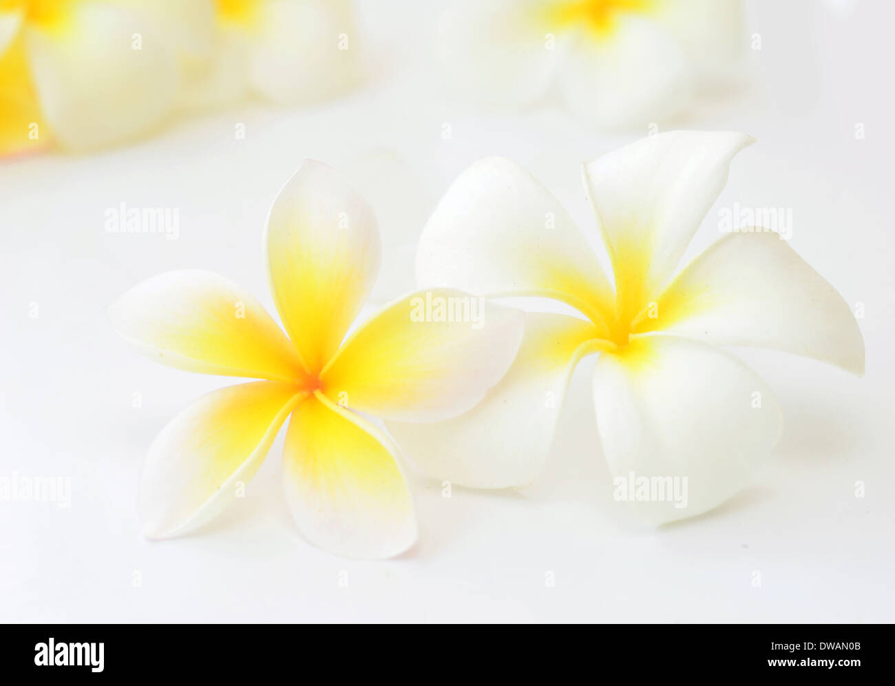 Frangipani plumeria spa concept hi-res stock photography and images - Alamy