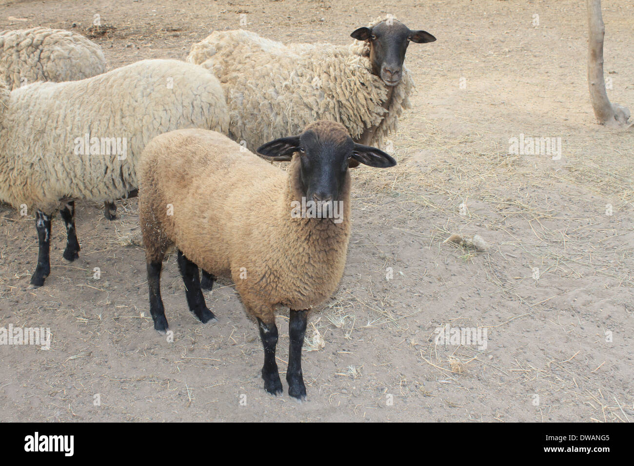 Suffolk black-faced domestic sheep on a farm Stock Photo - Alamy