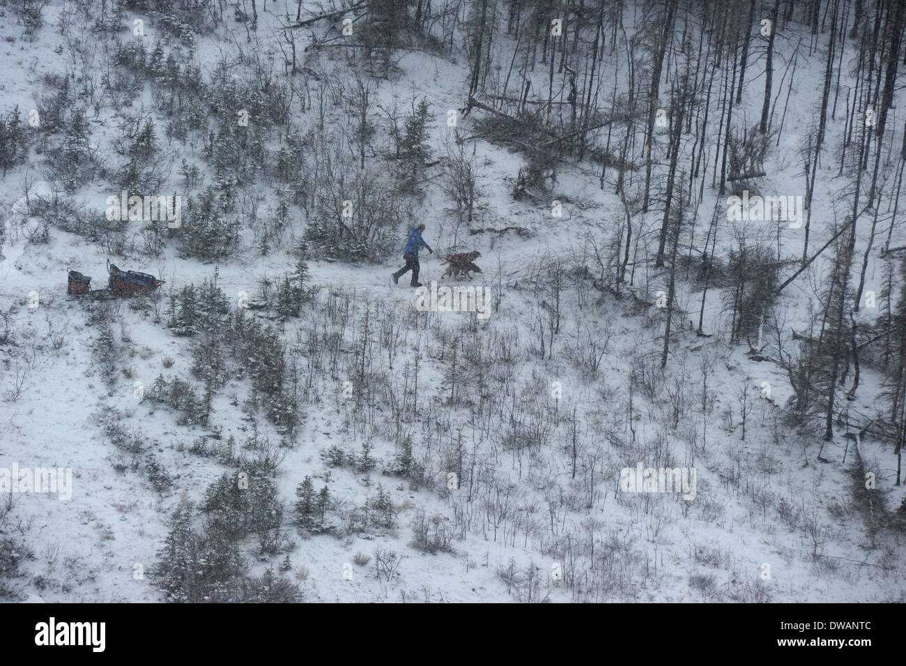 Musher iditarod rest hi-res stock photography and images - Alamy