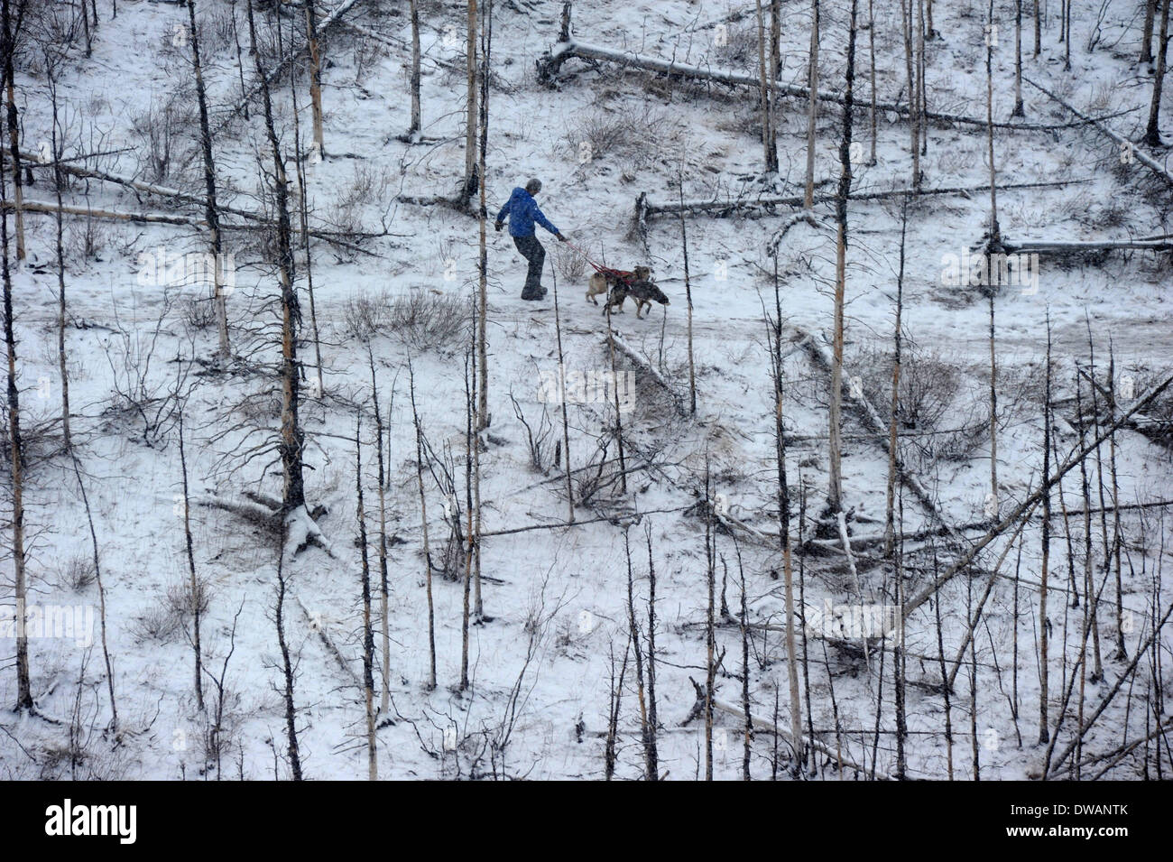 Musher iditarod rest hi-res stock photography and images - Alamy