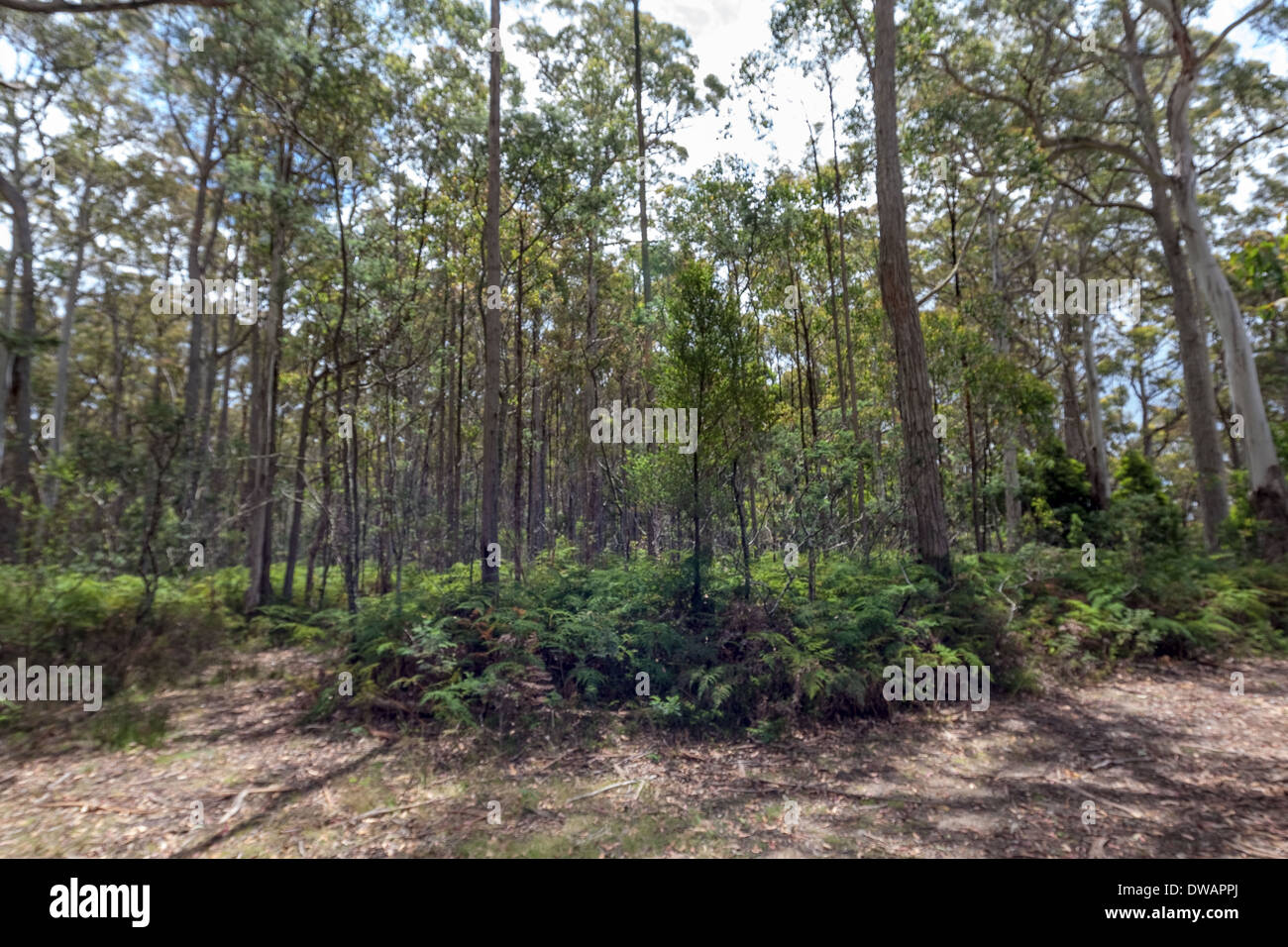 Mount Elephant Pass, Tasmania, Australia Stock Photo - Alamy