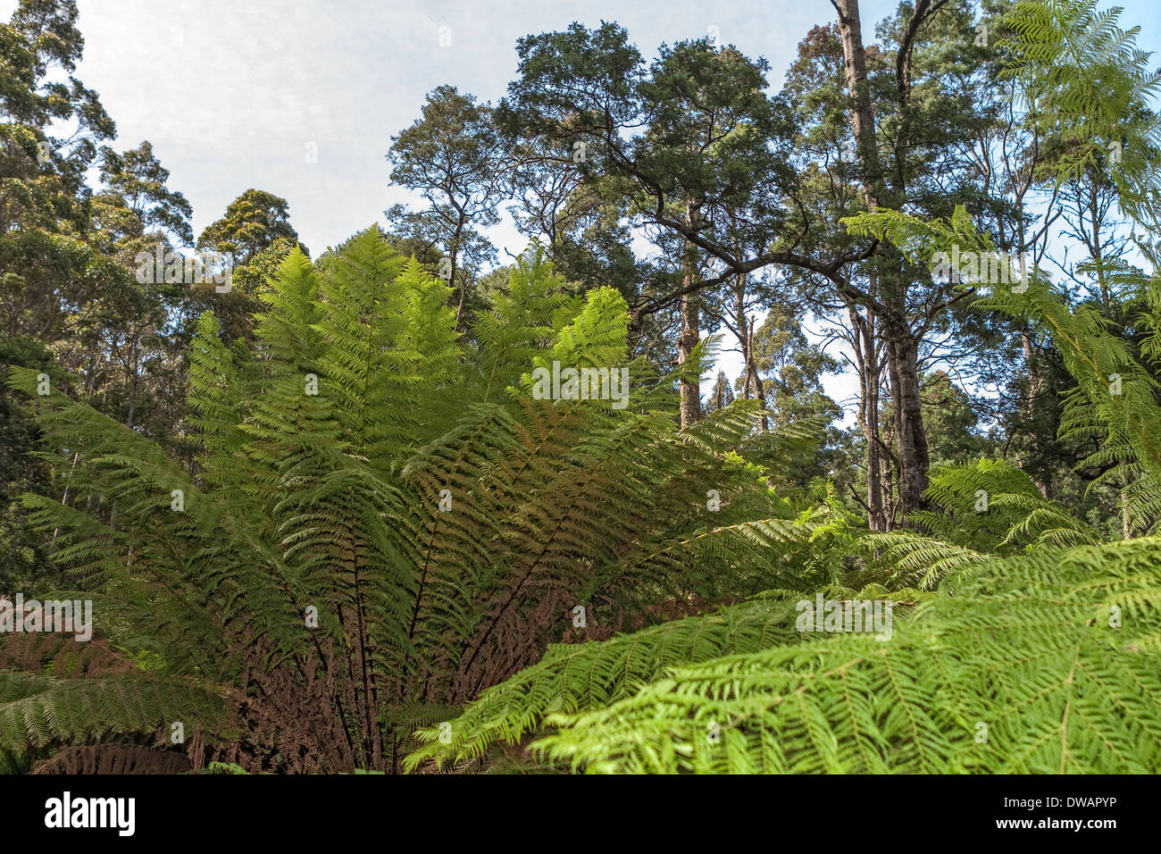 Blue tier hi-res stock photography and images - Alamy