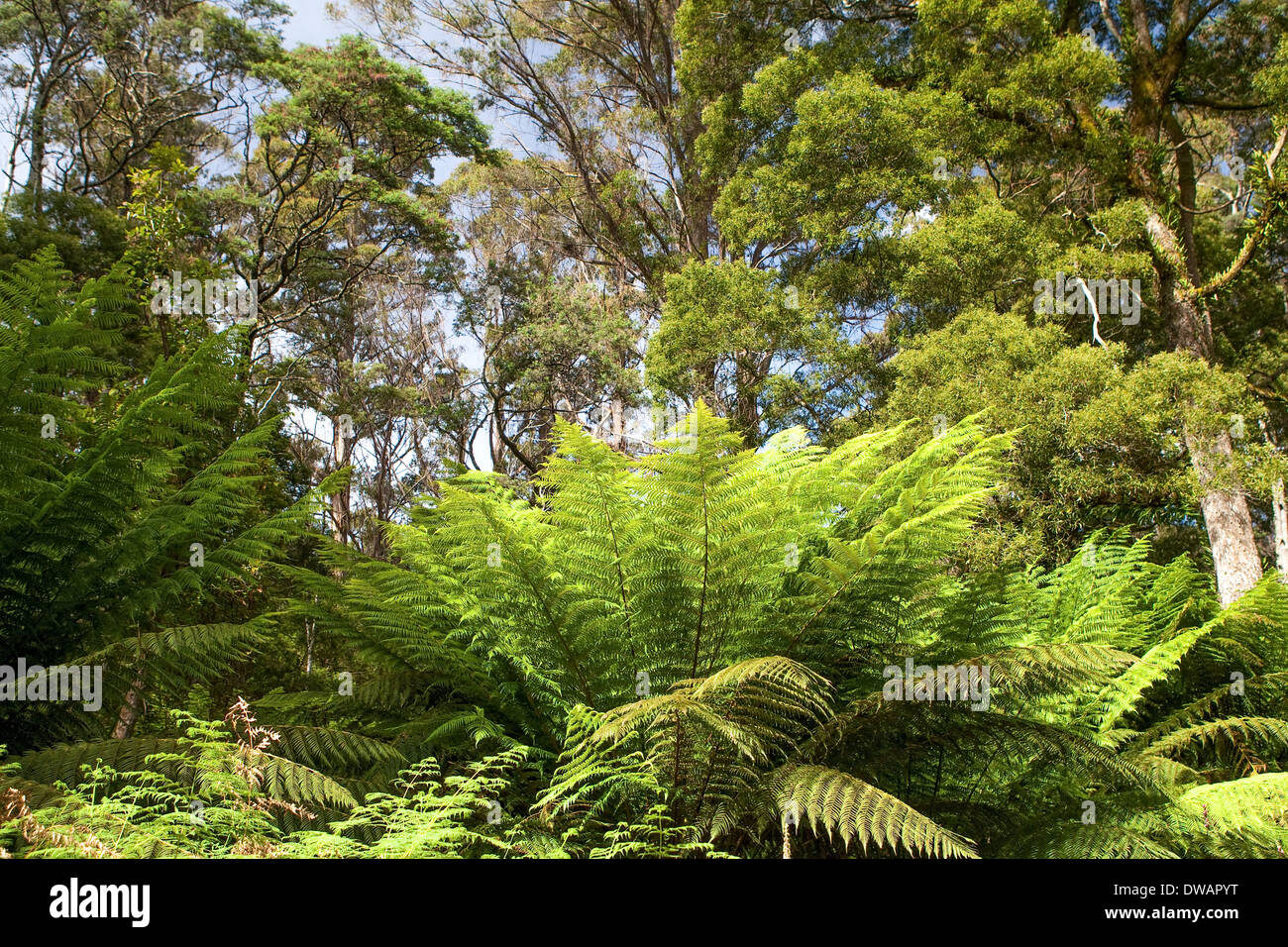 Blue tier reserve hi-res stock photography and images - Alamy