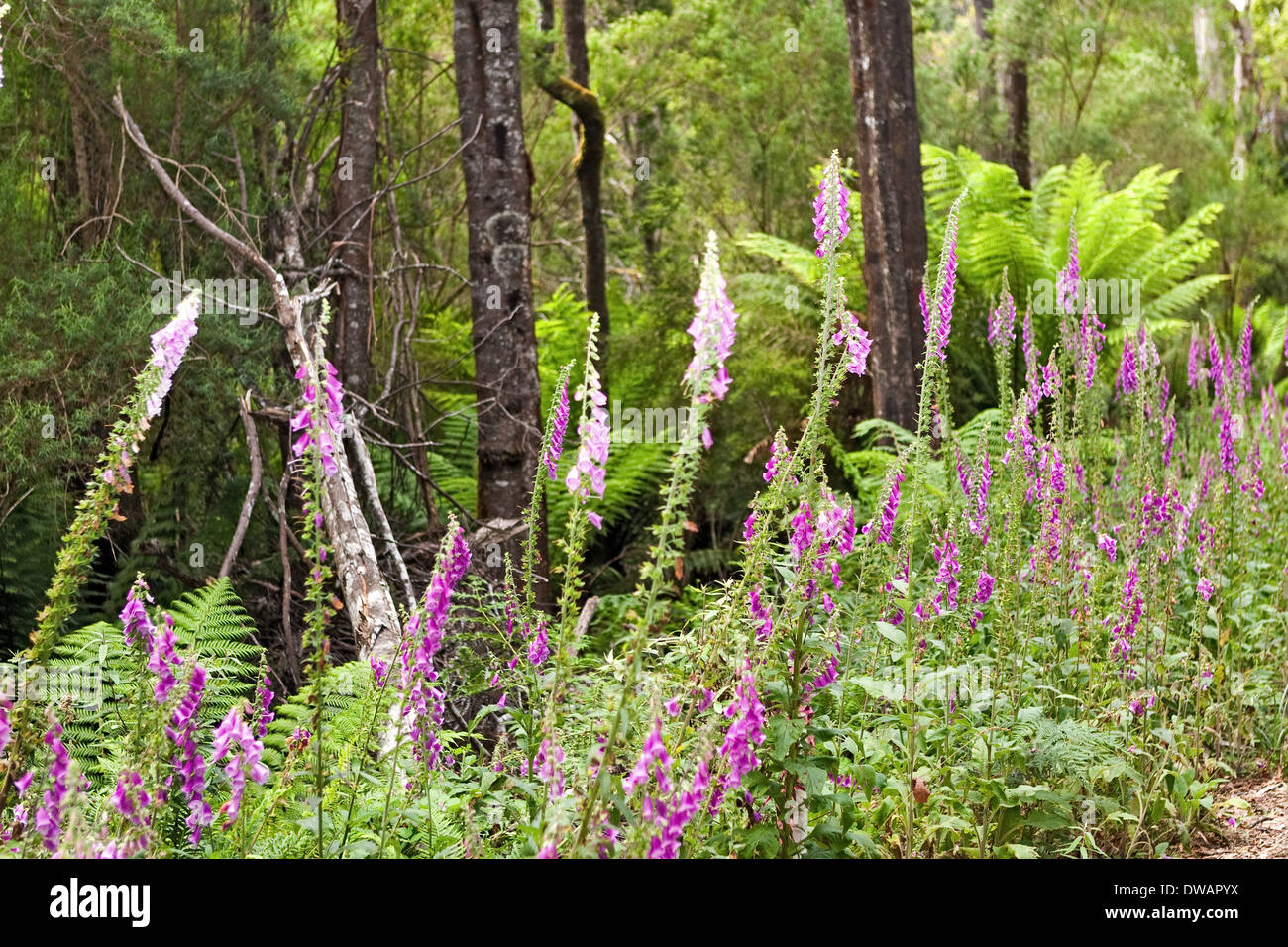 Blue tier hi-res stock photography and images - Alamy
