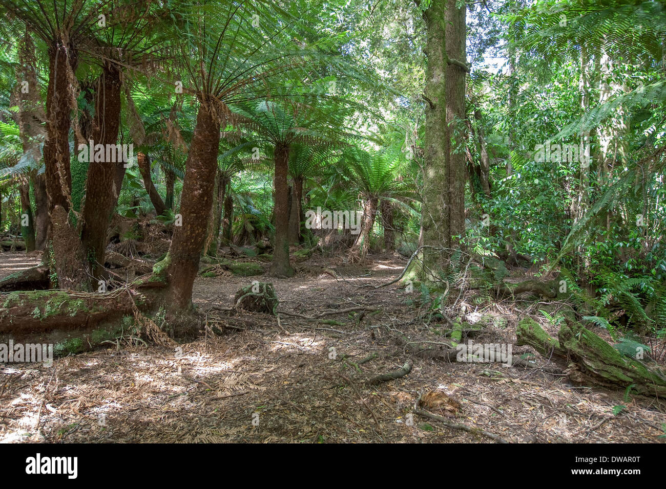 Ancient Temperate rainforest at Weldborough Pass, near St Helen's, Tasmania, Australia Stock ...