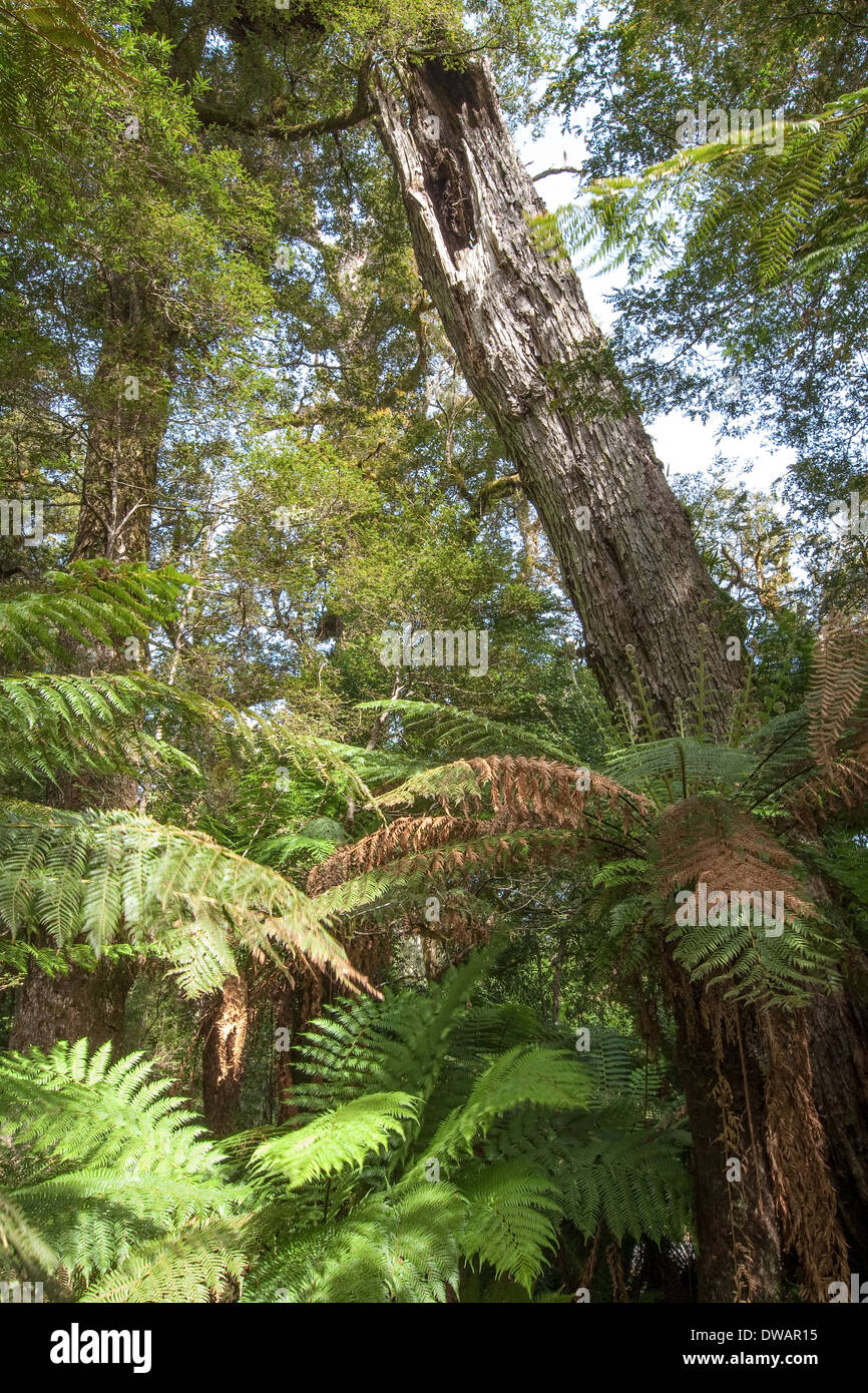 Weldborough pass hi-res stock photography and images - Alamy