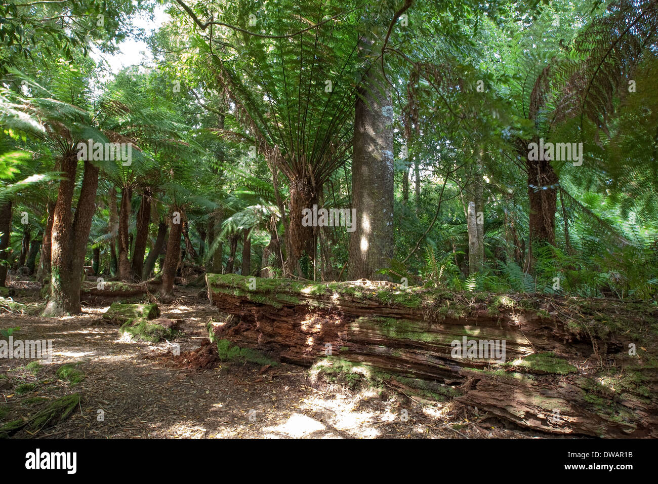 Weldborough pass hi-res stock photography and images - Alamy